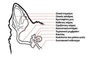 Η ωτίτιδα των τετράποδων και πώς να την αποφύγουµε - ΤΡΙΧΕΣ
